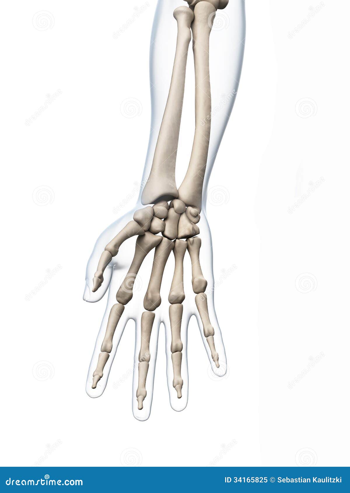 Skeletal hand stock illustration. Illustration of human - 34165825
