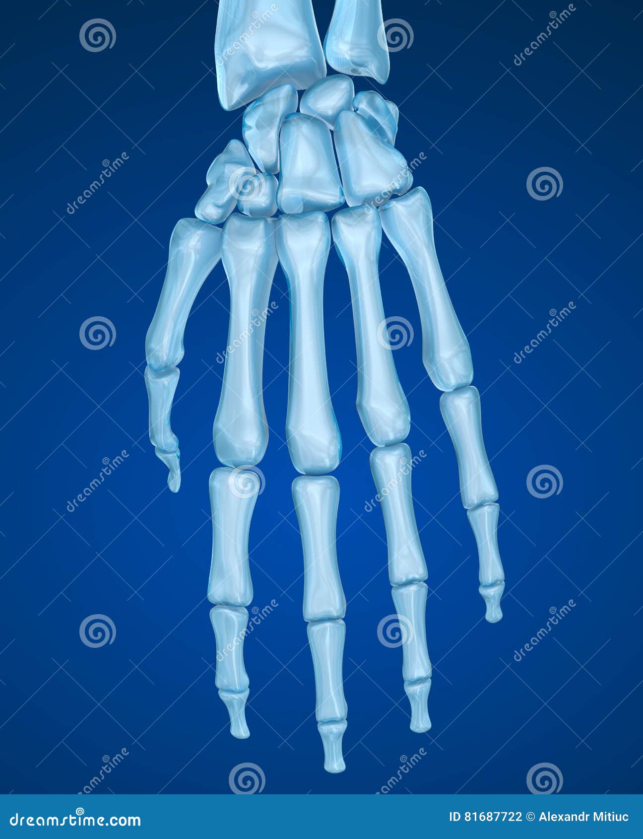 Skeletal Hand , Medically Accurate Stock Illustration - Illustration of ...
