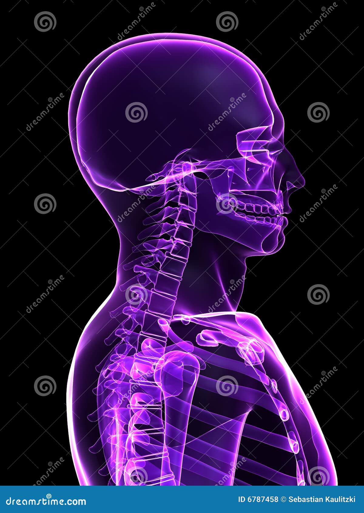 Skeletal head stock illustration. Illustration of ilium - 6787458