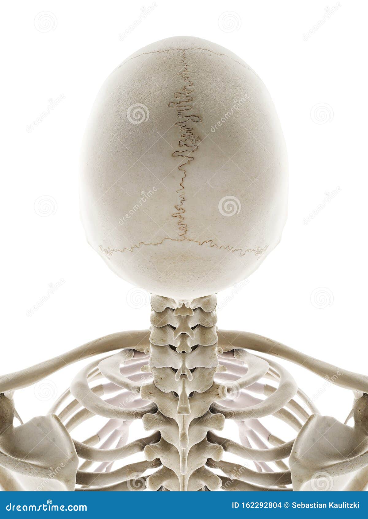 The skeletal head stock illustration. Illustration of rendering - 162292804