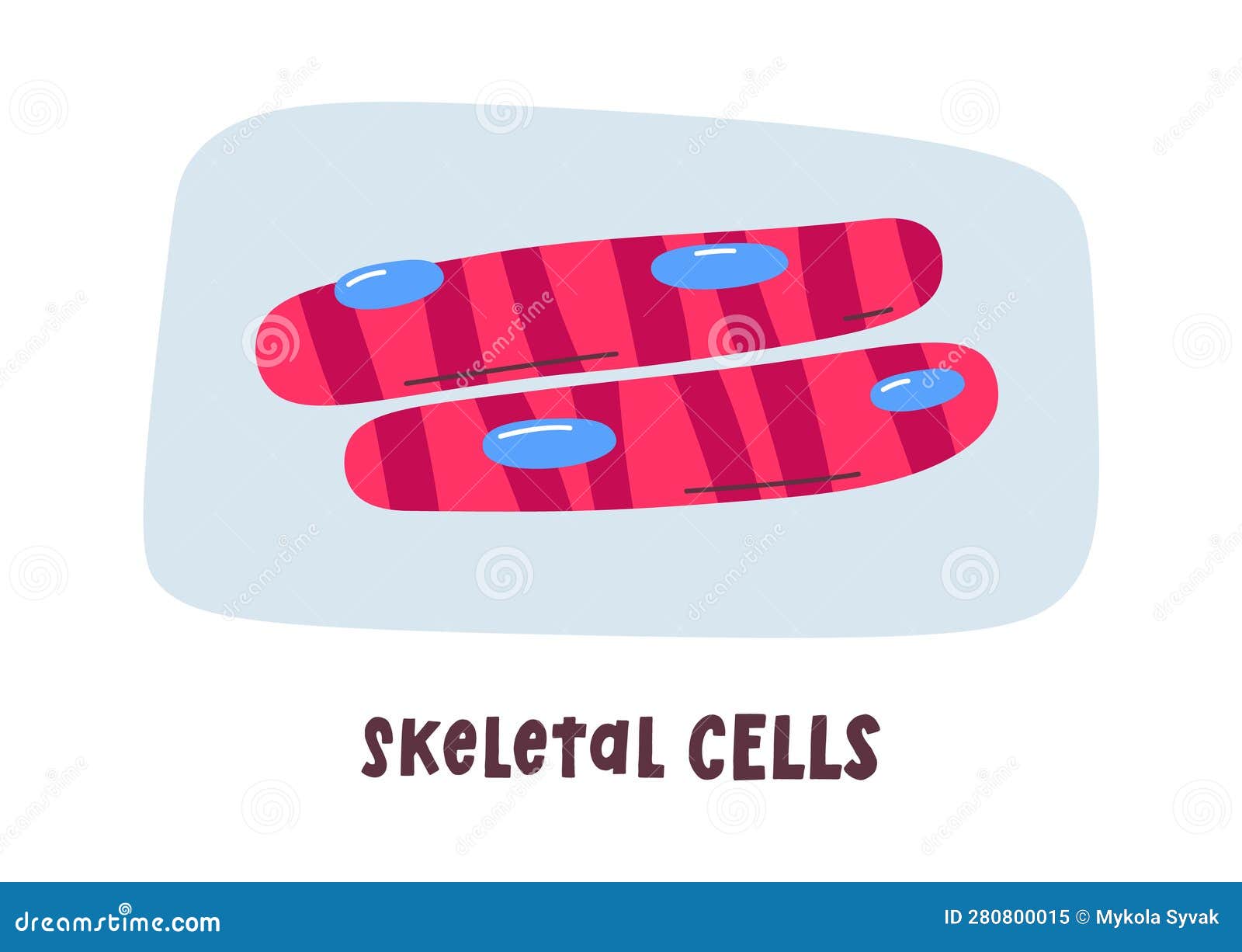 Skeletal Human Cells stock vector. Illustration of human - 280800015
