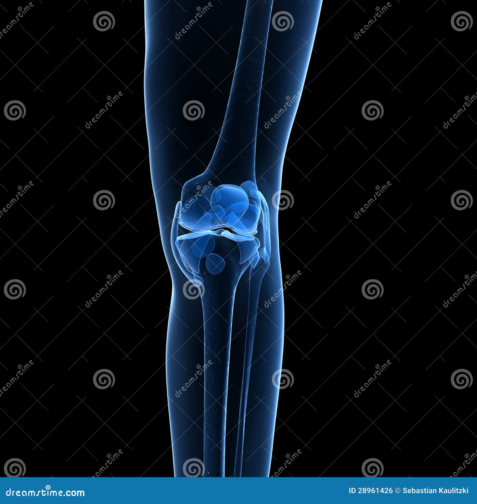 Skeletal knee stock illustration. Illustration of biology - 28961426