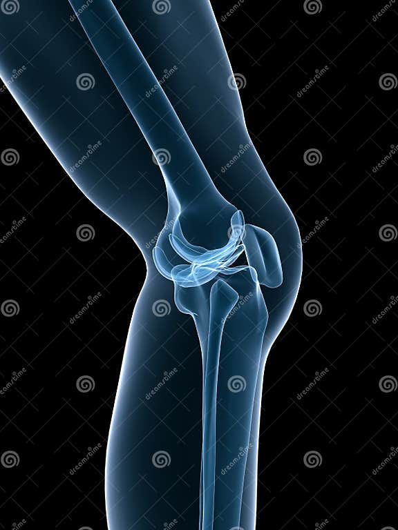 Skeletal knee stock illustration. Illustration of medical - 5563992