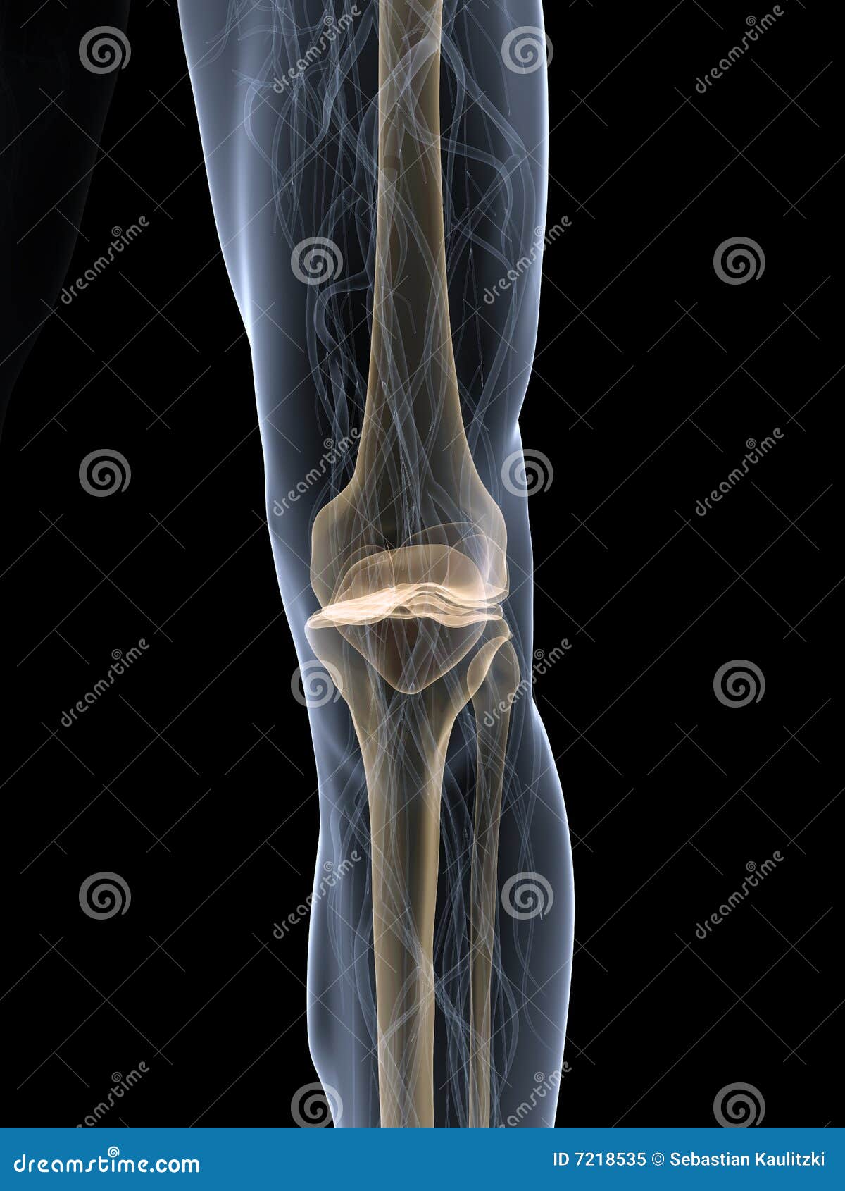 Skeletal knee stock illustration. Illustration of ribs - 7218535