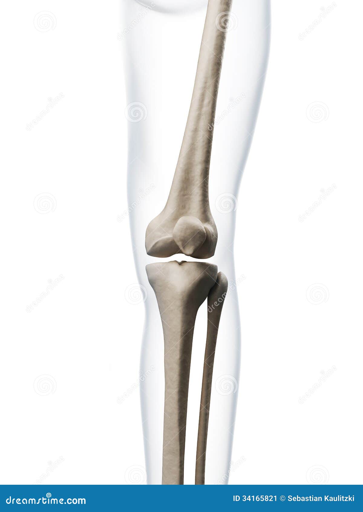 Skeletal knee stock illustration. Illustration of science - 34165821
