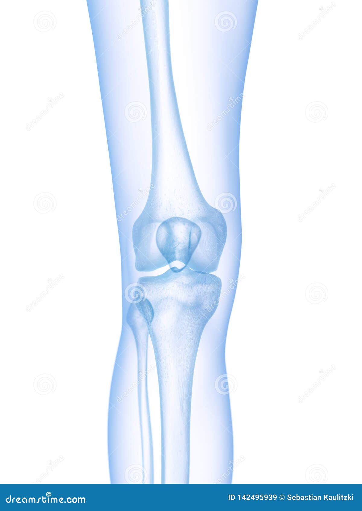 The skeletal knee stock illustration. Illustration of medically - 142495939