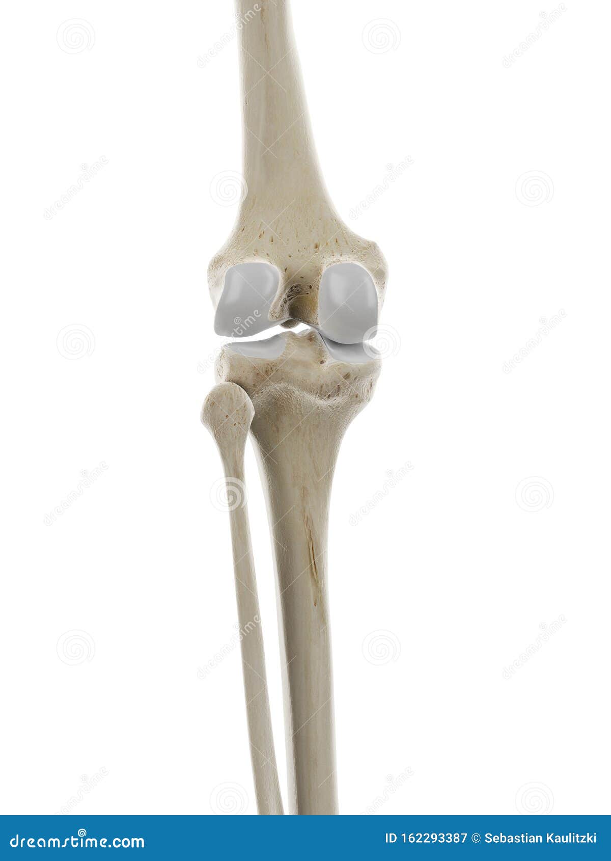 Skeletal Knee Royalty-Free Cartoon | CartoonDealer.com #6604343