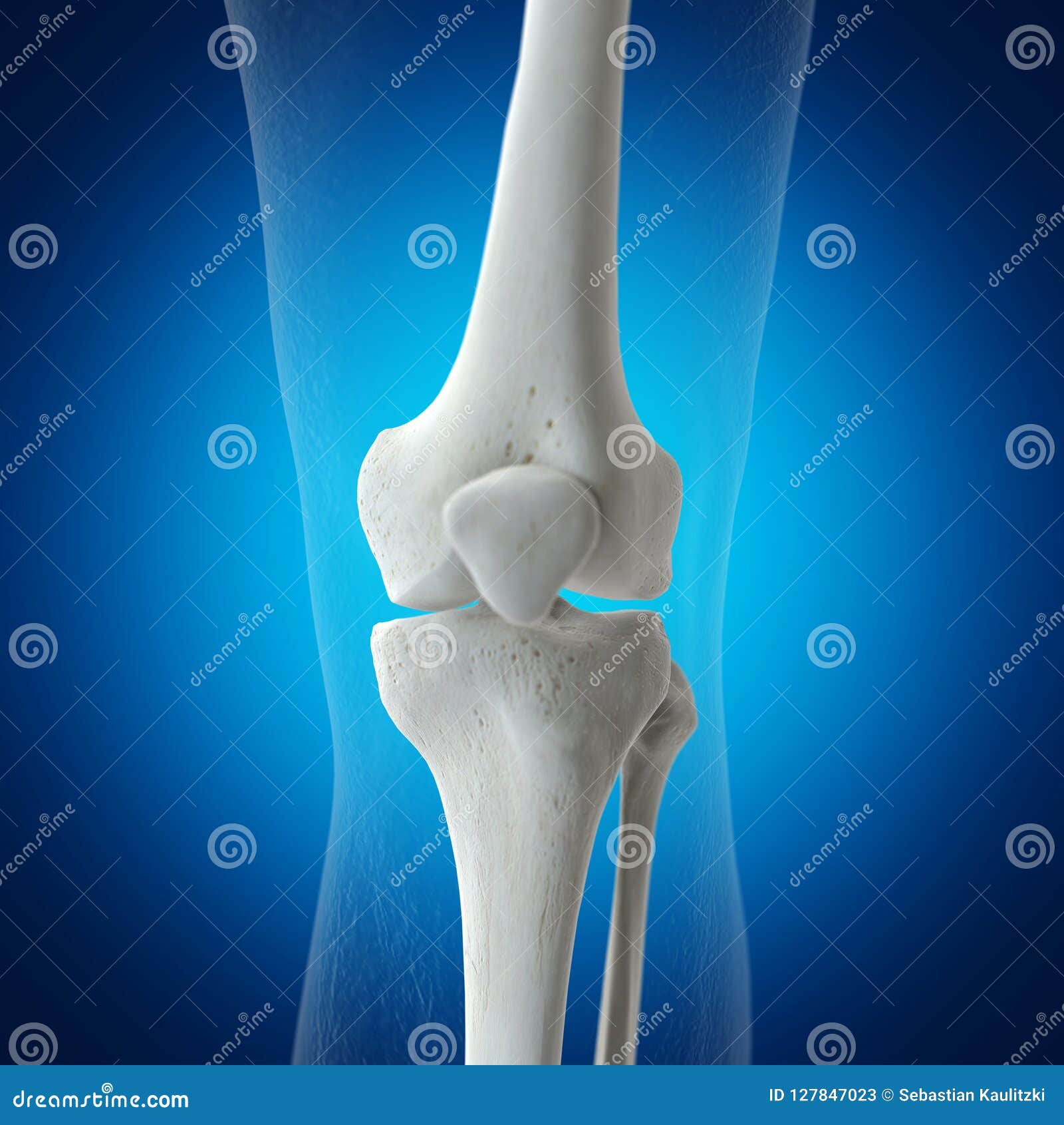 The skeletal knee stock illustration. Illustration of knee - 127847023