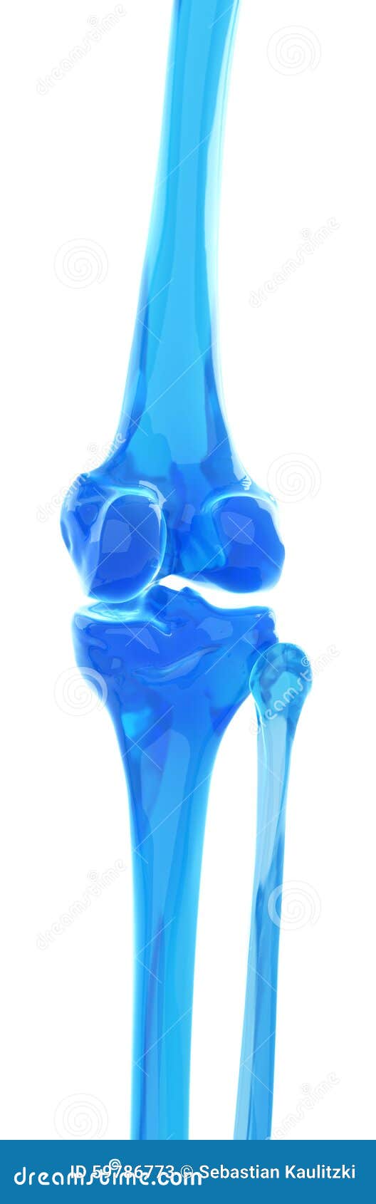 The skeletal knee stock illustration. Illustration of biology - 59786773