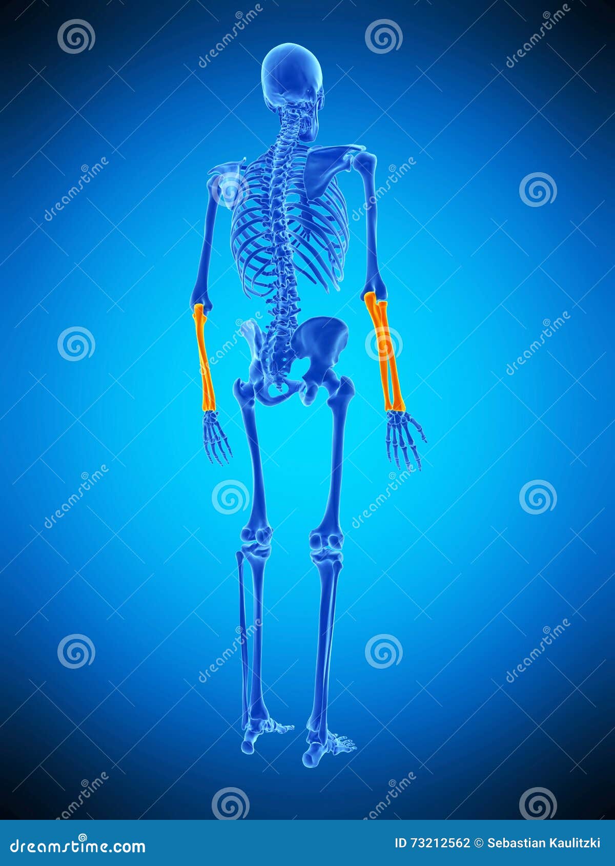 The skeletal lower arms stock illustration. Illustration of anatomical ...