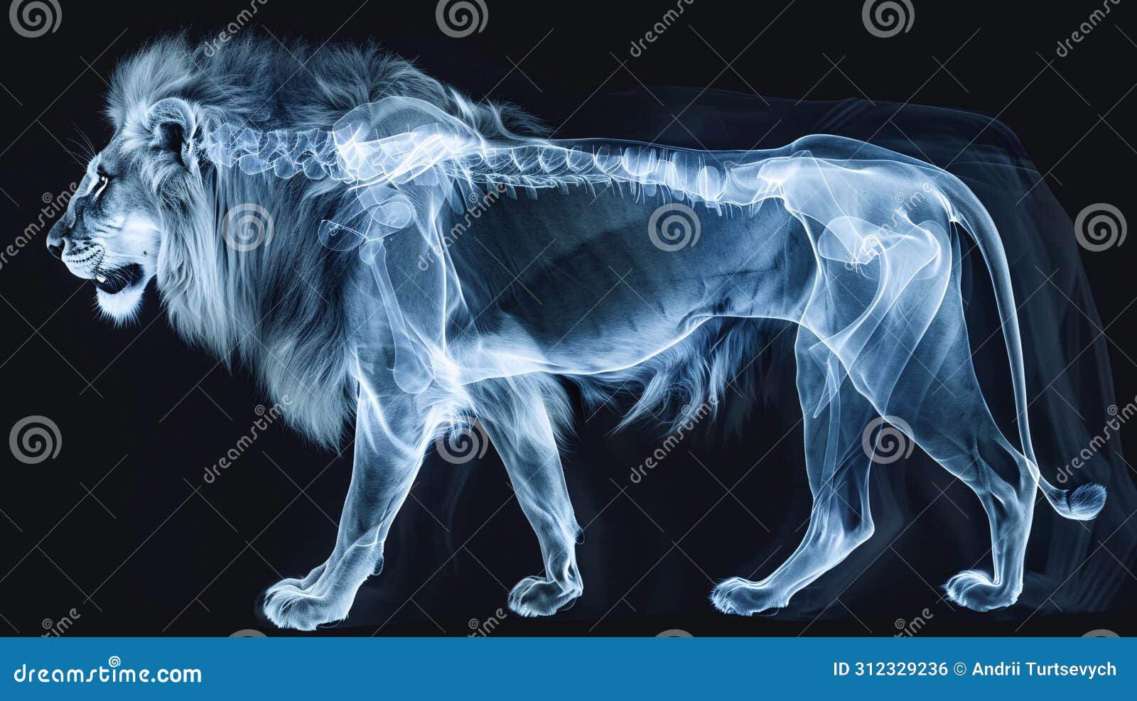 Skeletal Majesty: the Lion’s Inner Strength Revealed Stock Photo ...