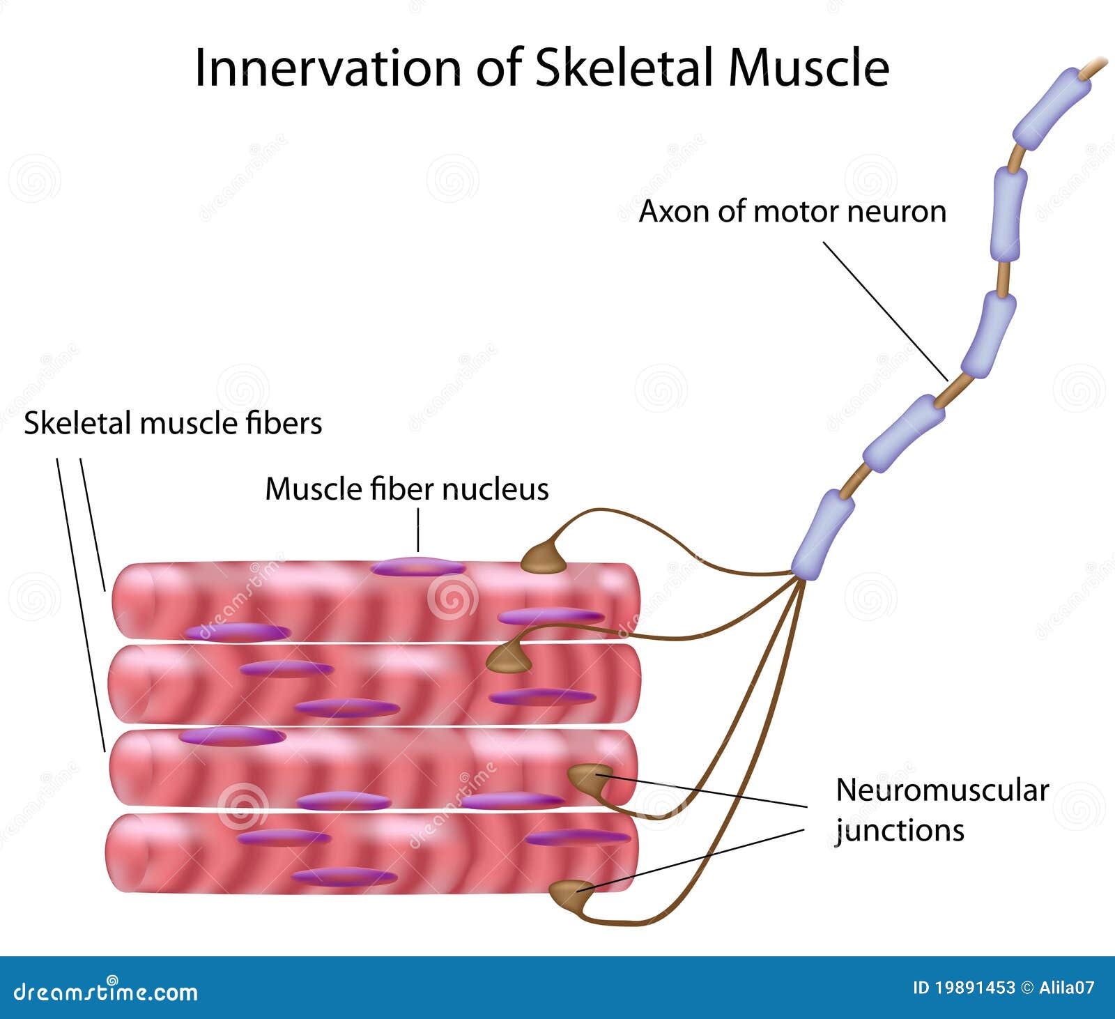 Skeletal muscle stock vector. Illustration of medical - 19891453