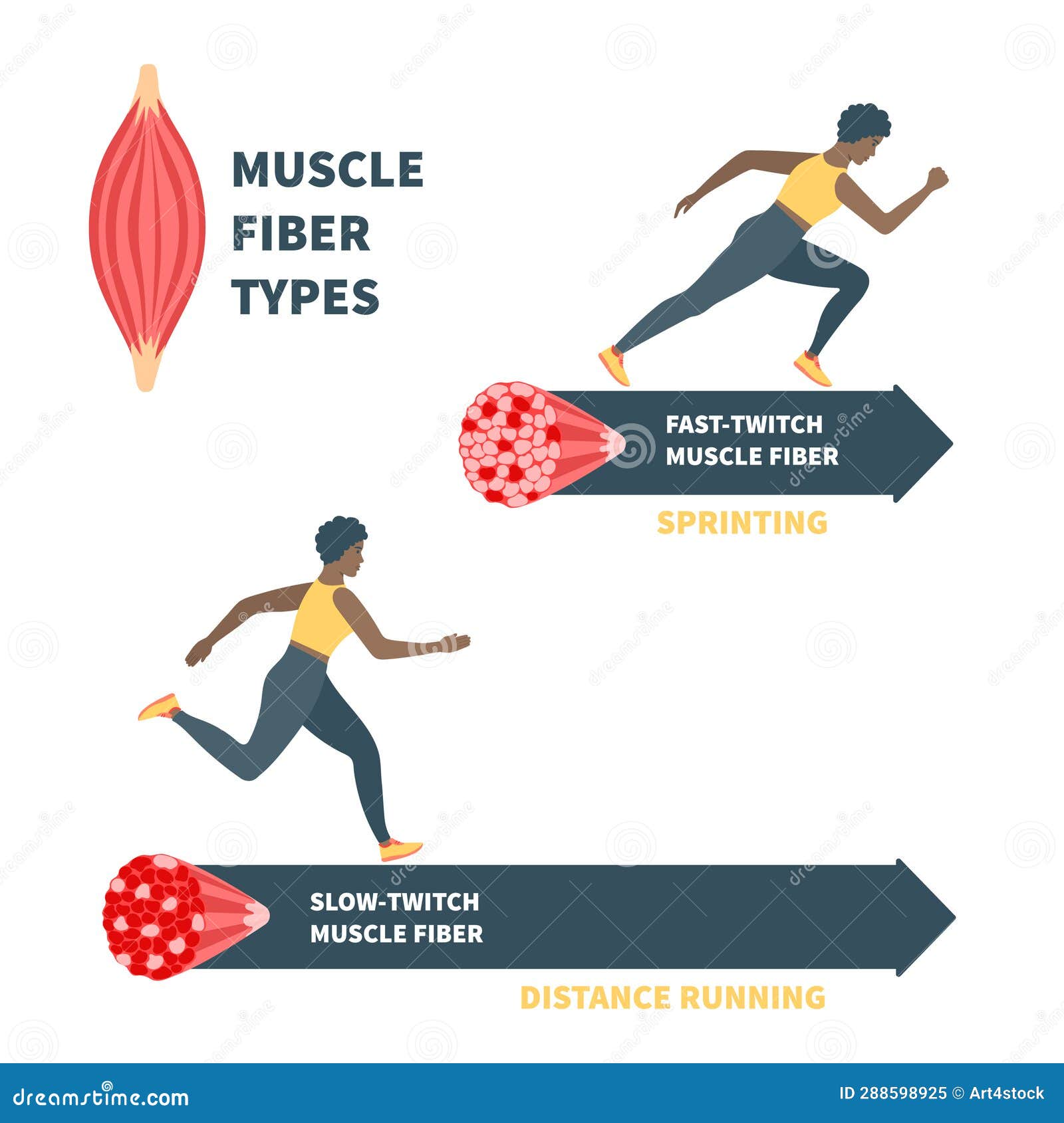 Slow Twitch and Fast Twitch Muscle Fiber Types Illustration Stock ... Slow Twitch and Fast Twitch Muscle Fiber Types Illustration Stock ...