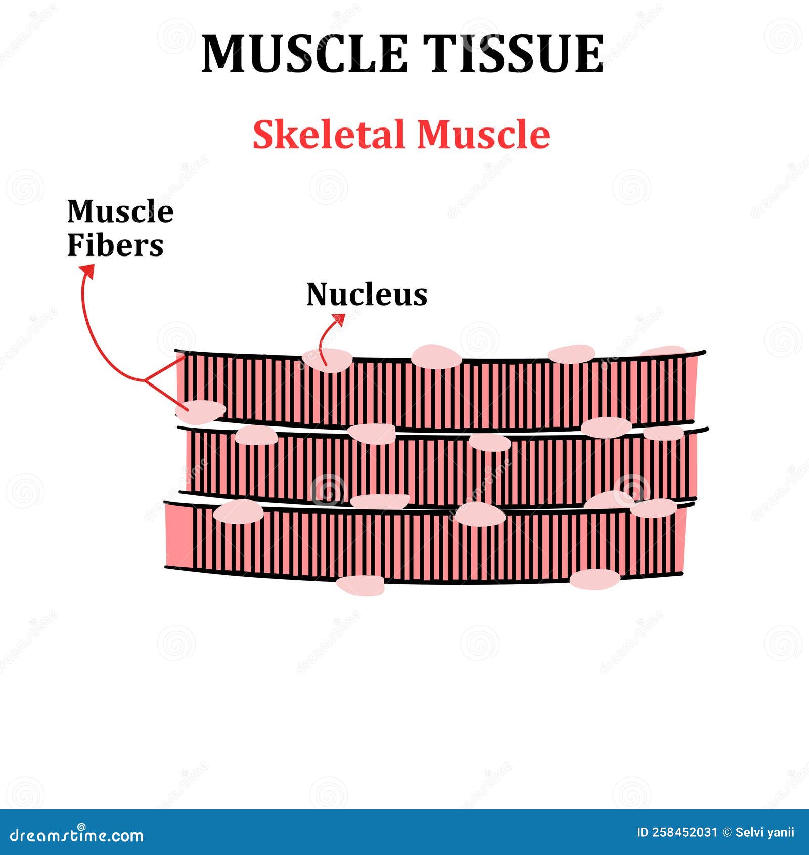 Skeletal Muscle Tissue With Descriptions Royalty-Free Stock Photo ...