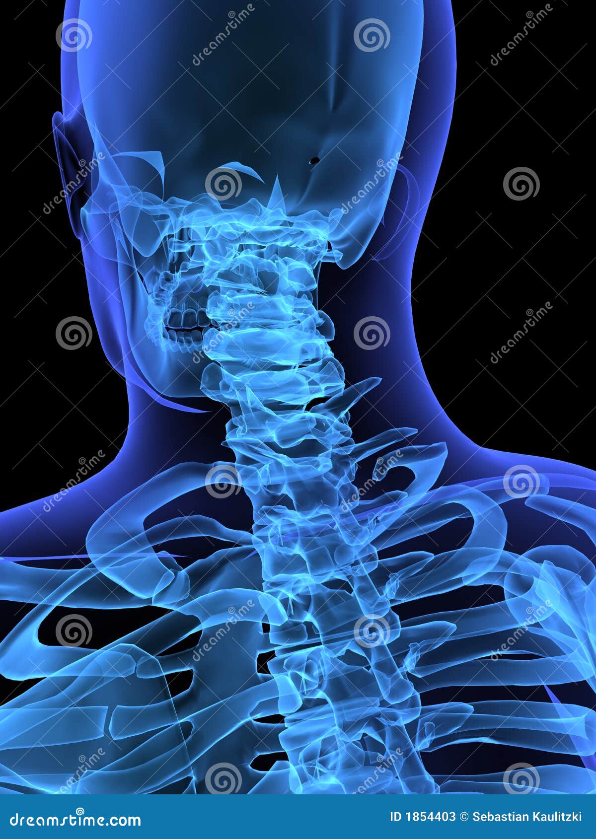 Skeletal Nack Stock Image | CartoonDealer.com #1854403