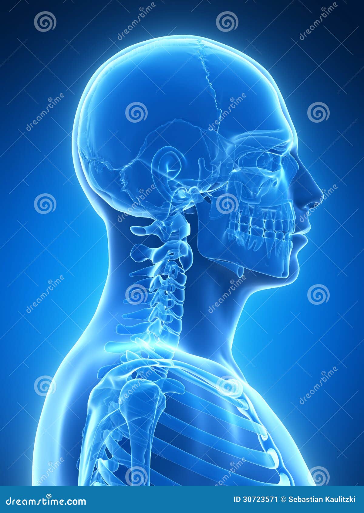 Skeletal neck stock illustration. Illustration of human - 30723571