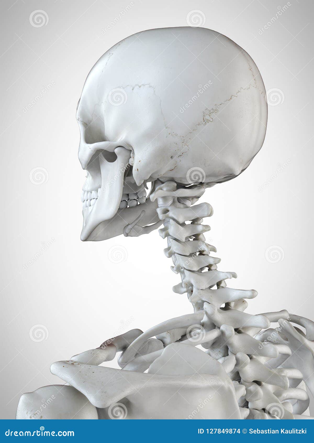 The skeletal neck stock illustration. Illustration of teeth - 127849874