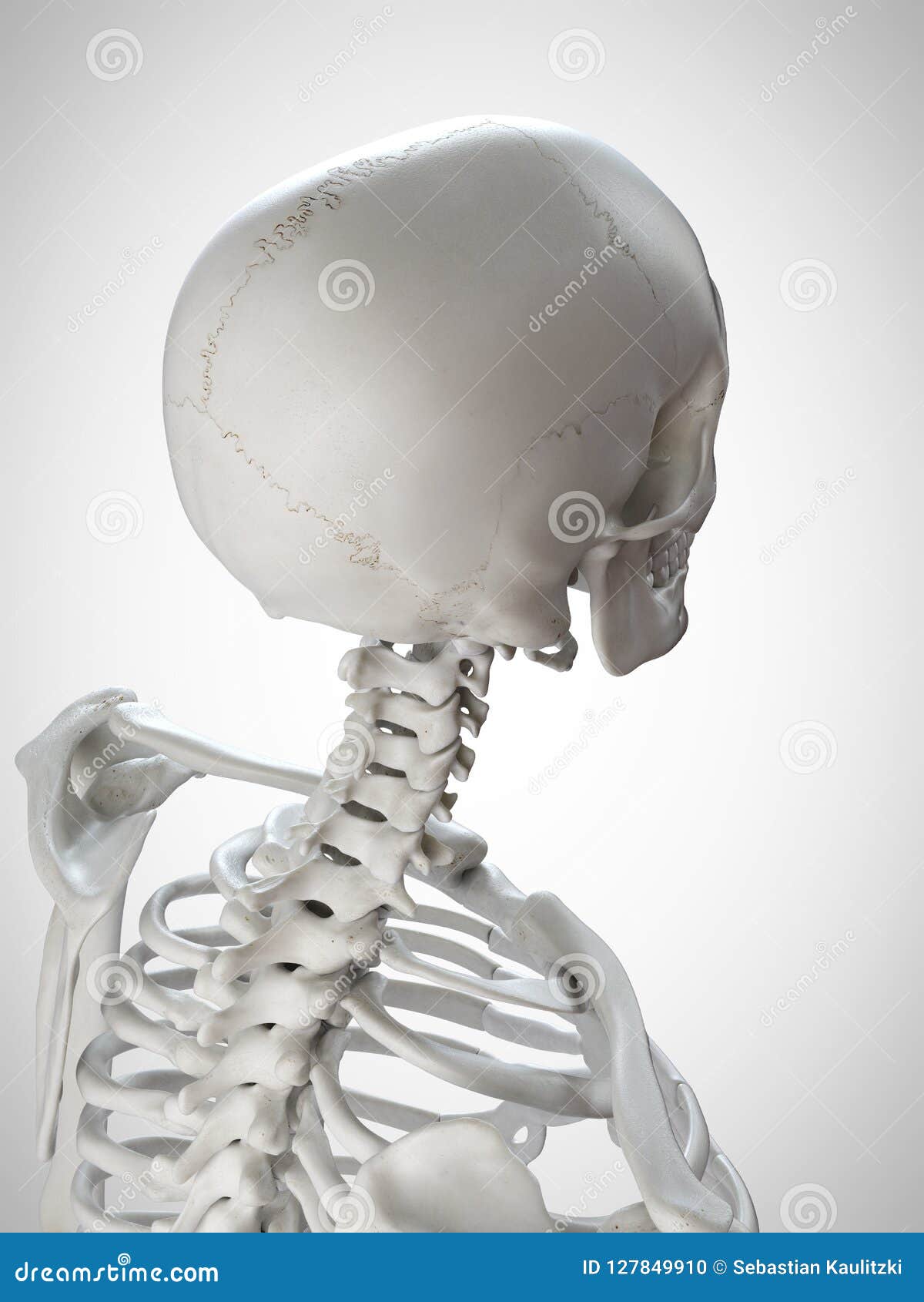 The skeletal neck stock illustration. Illustration of skeleton - 127849910