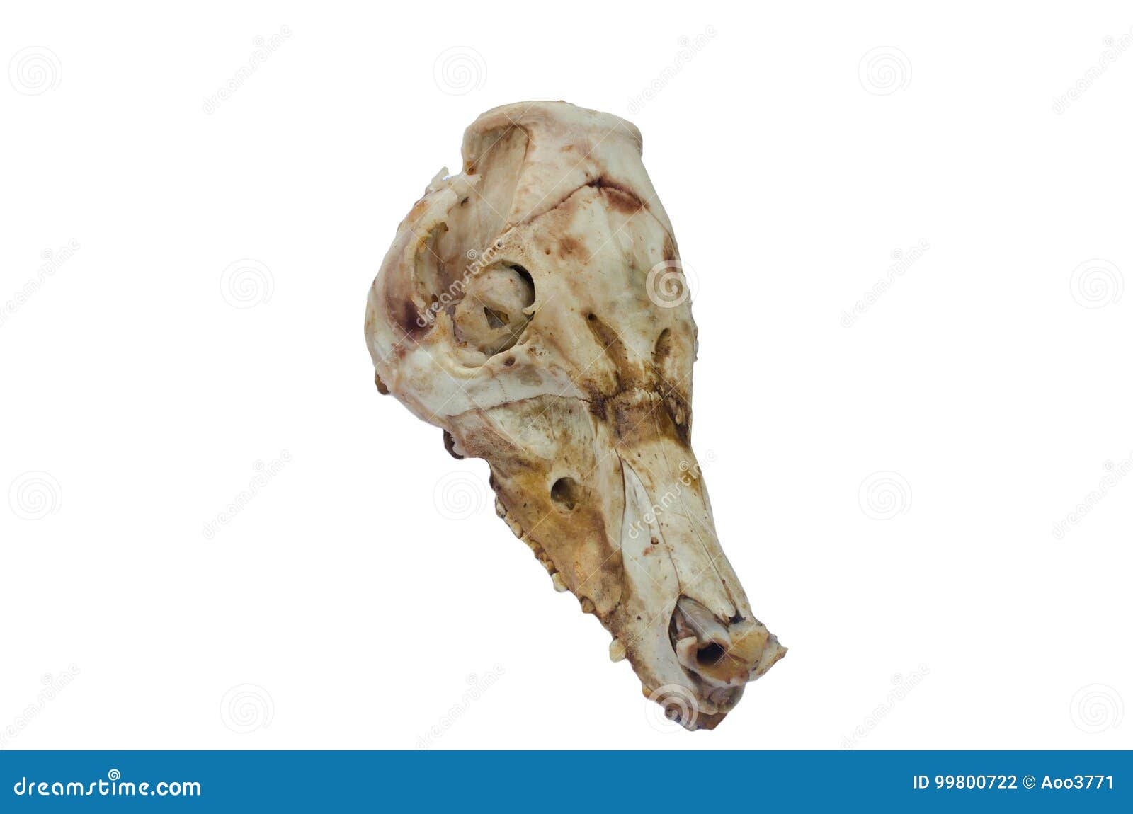 Skeletal pig stock photo. Image of skeleton, closeup - 99800722