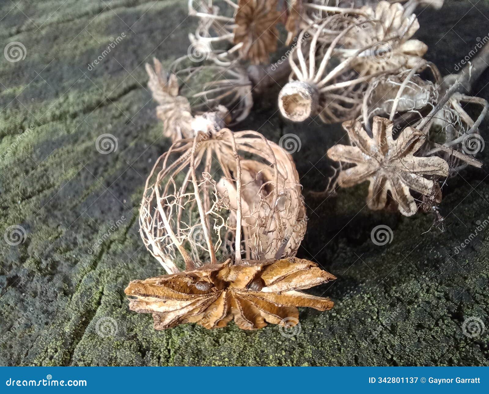 Skeletal poppy seed pods editorial photography. Image of nature - 342801137
