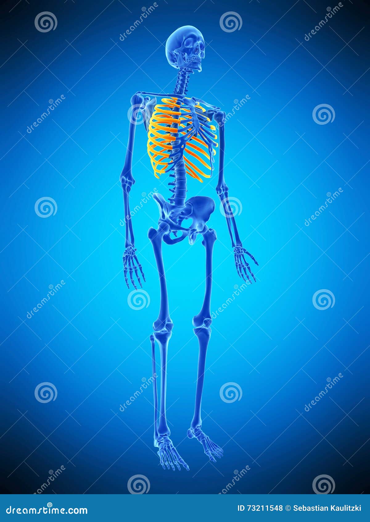 The skeletal rib cage stock illustration. Illustration of male - 73211548