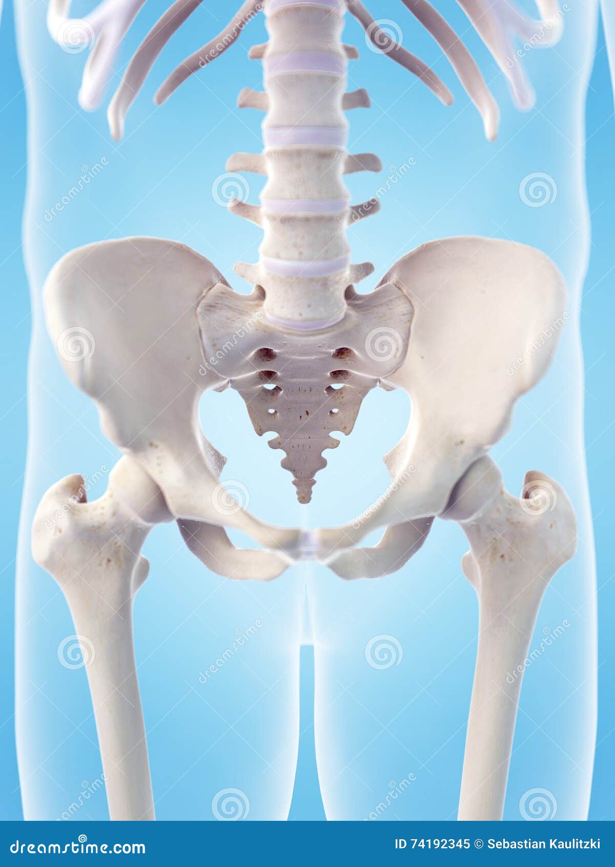 The skeletal sacrum stock illustration. Illustration of medical - 74192345