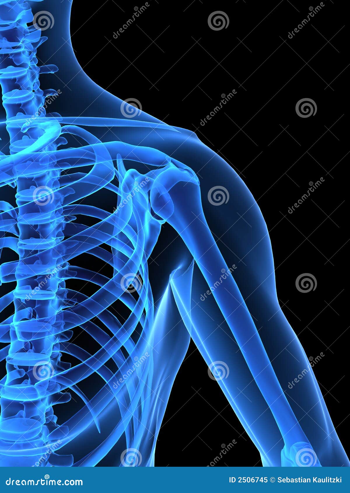 Skeletal shoulder stock illustration. Illustration of skeletal - 2506745