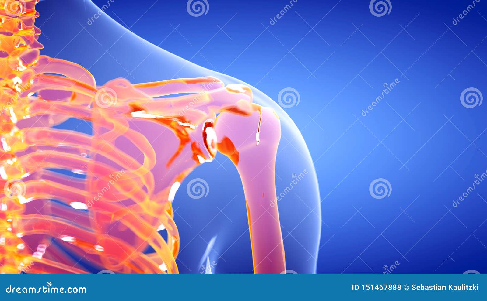 Skeletal shoulder stock illustration. Illustration of hospital - 151467888