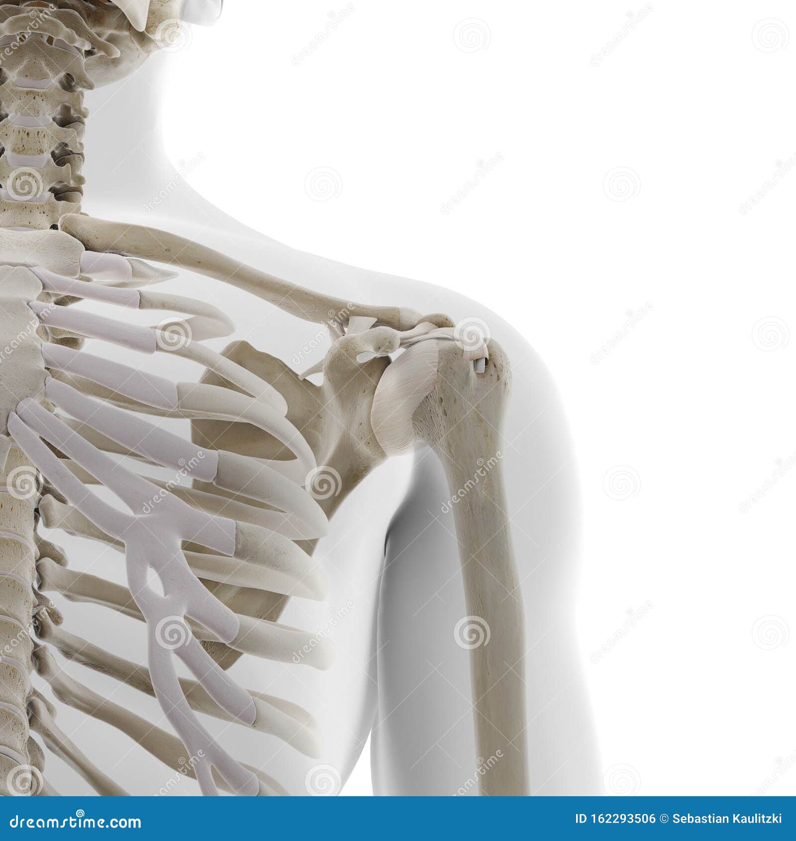 The skeletal shoulder stock illustration. Illustration of anatomy ...