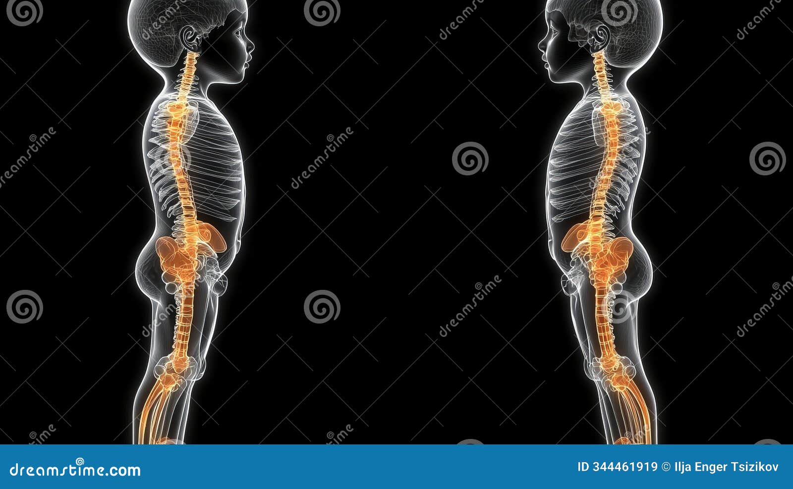 Skeletal Structure Front and Side View of Young Childs Body ...