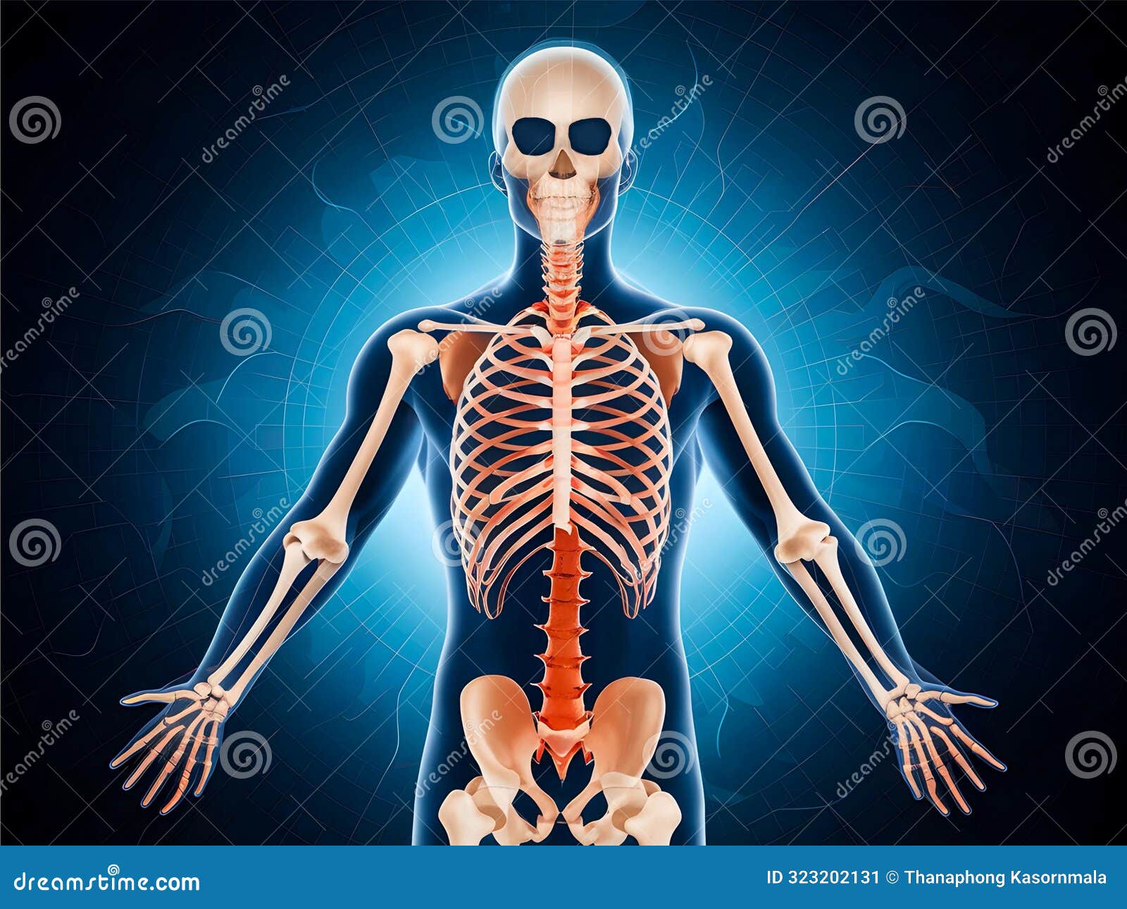 The Skeletal Structure of the Human Body Emphasis is Placed on the Main ...