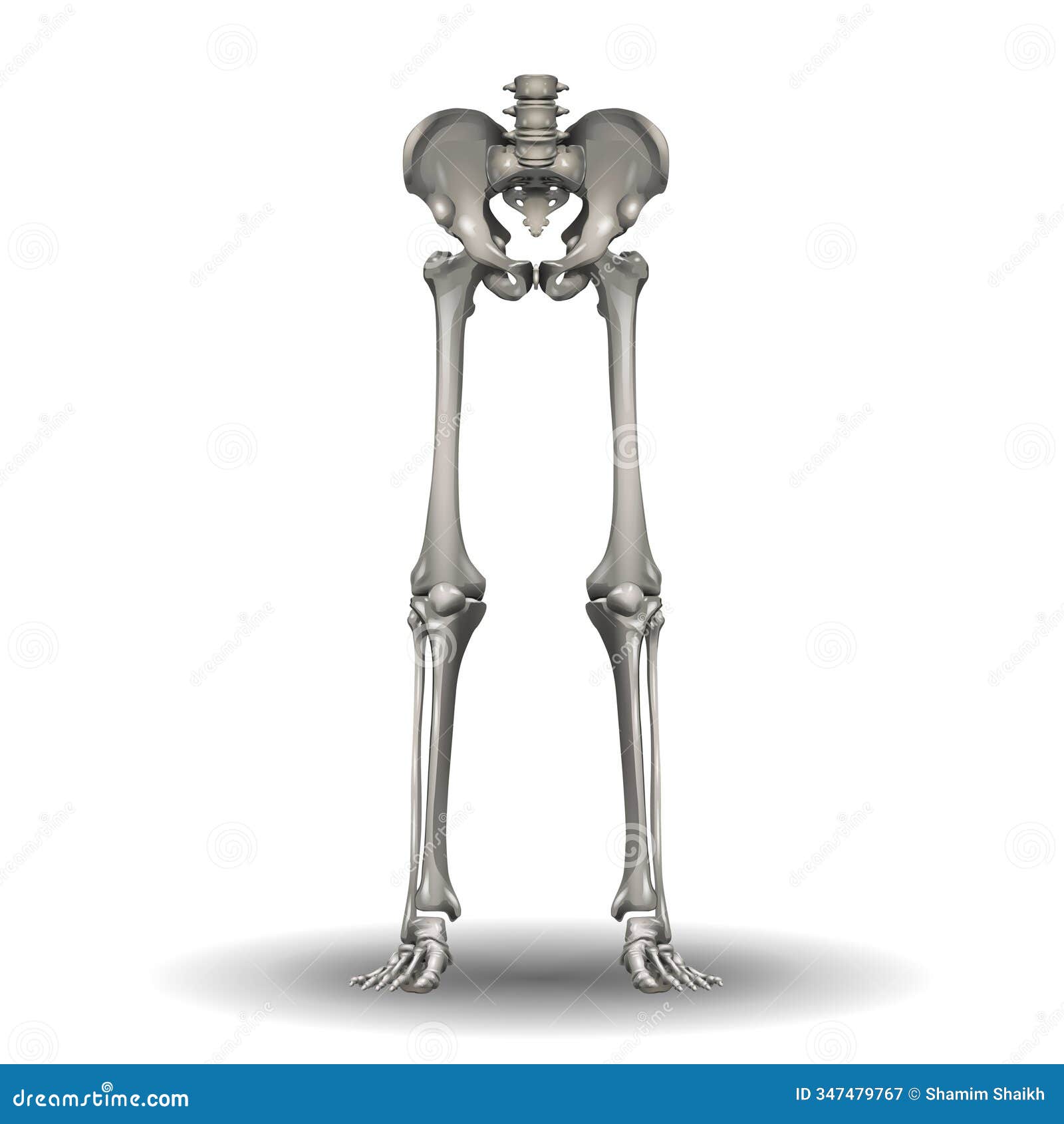 A Skeletal Structure Of Human Legs And Pelvis Is Displayed Against A ...