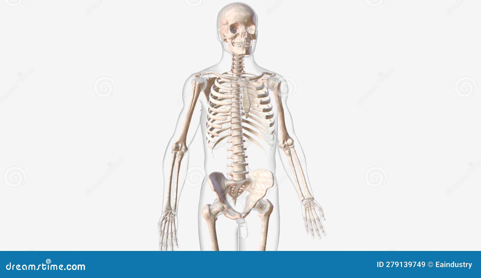 The Skeletal System Contains the Bones that Give Structure To Th Stock ...