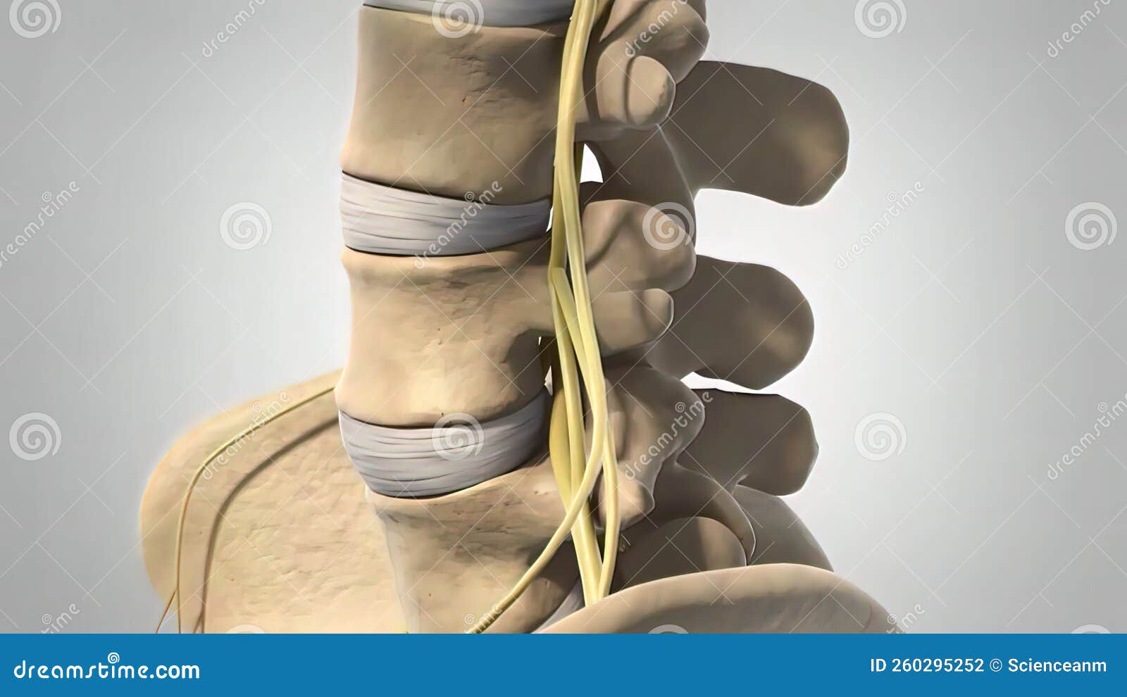 Skeletal System Disc Shift 3d Medical Stock Illustration - Illustration ...