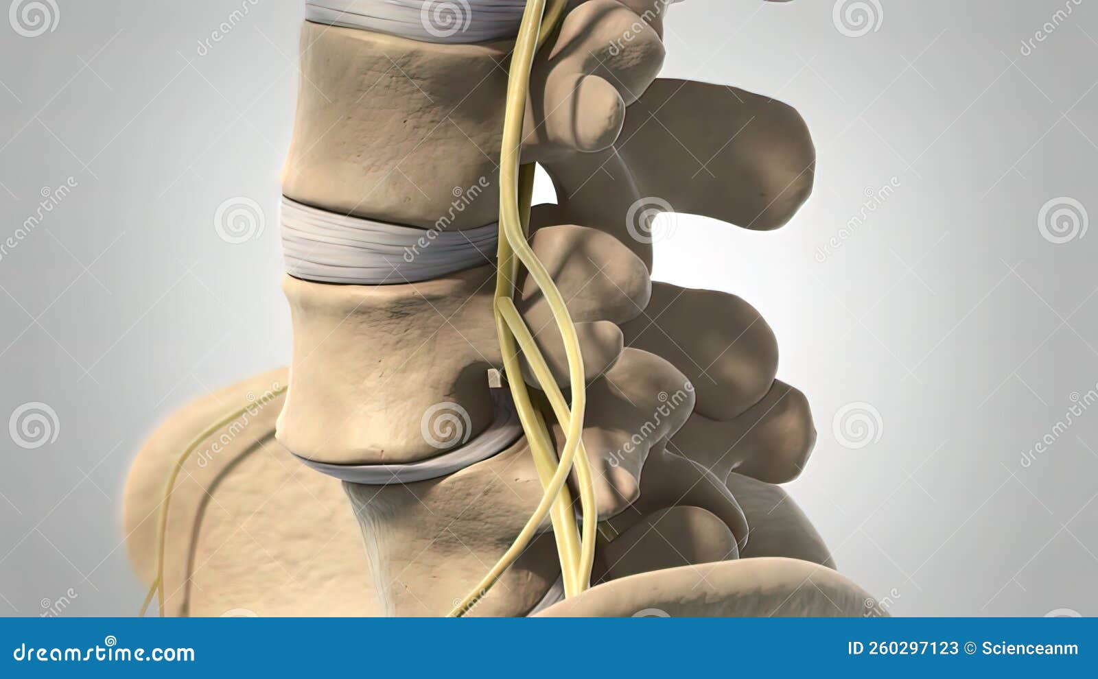 Skeletal System Disc Shift 3d Medical Stock Illustration - Illustration ...