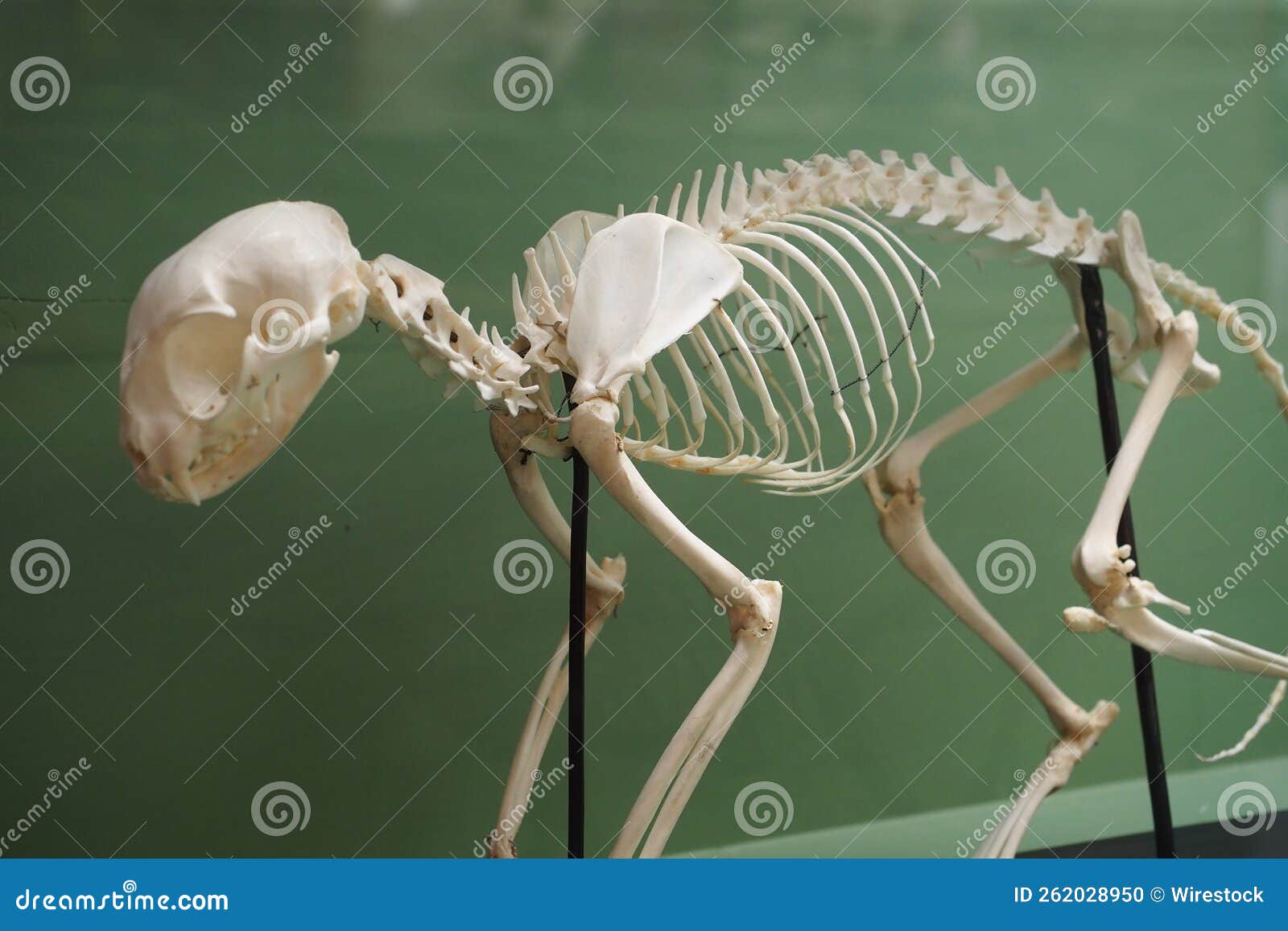 Skeletal System of a Domestic House Cat Stock Photo - Image of skeleton ...