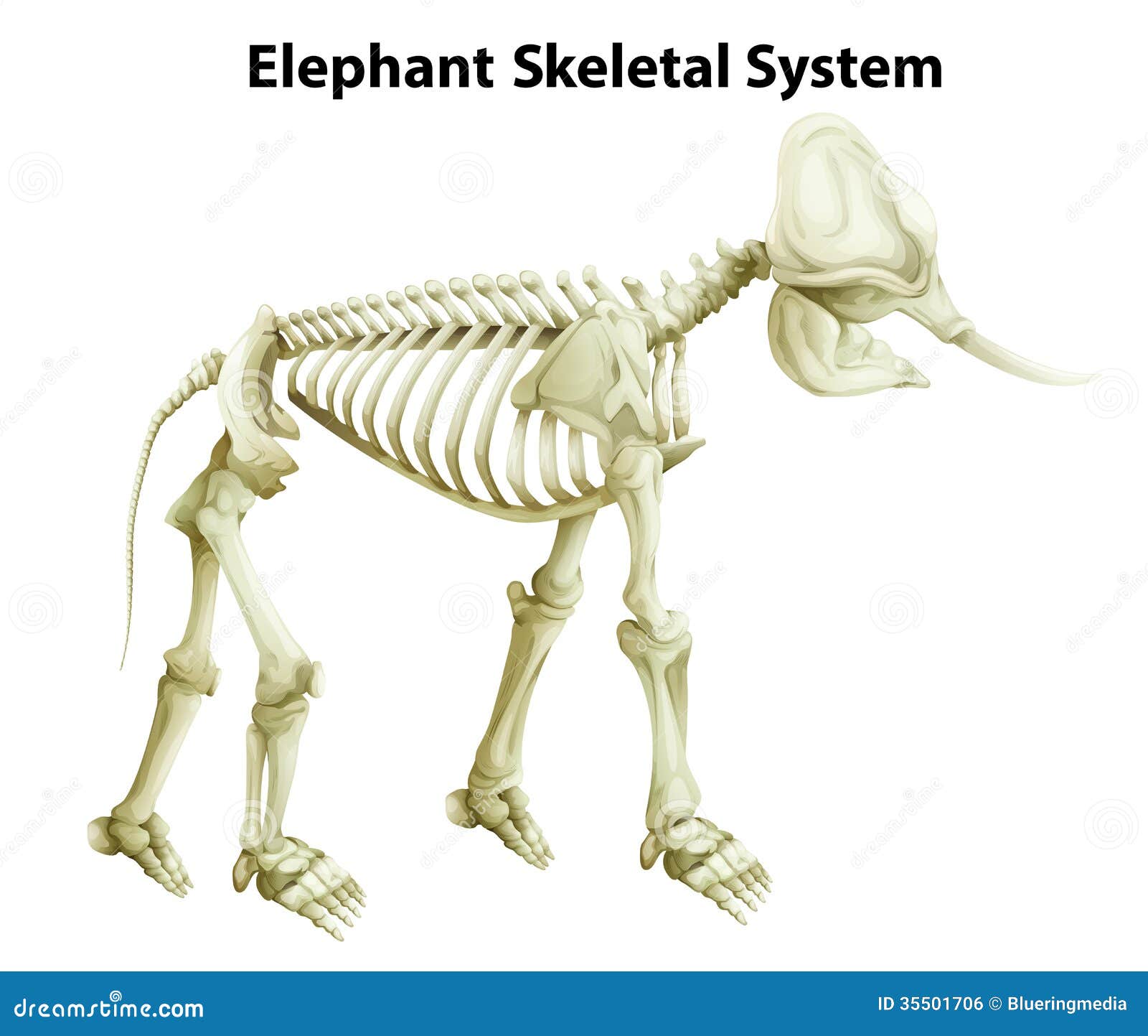 Skeletal System of an Elephant Stock Vector - Illustration of ...
