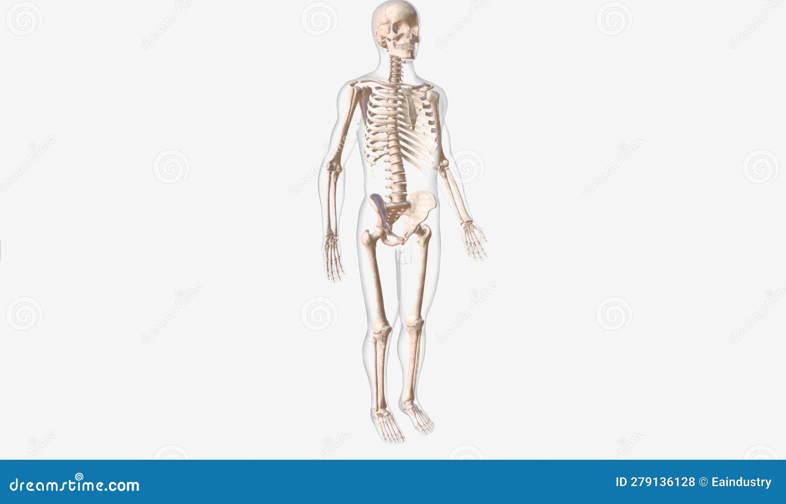 The Skeletal System is the Framework of the Body Stock Illustration ...