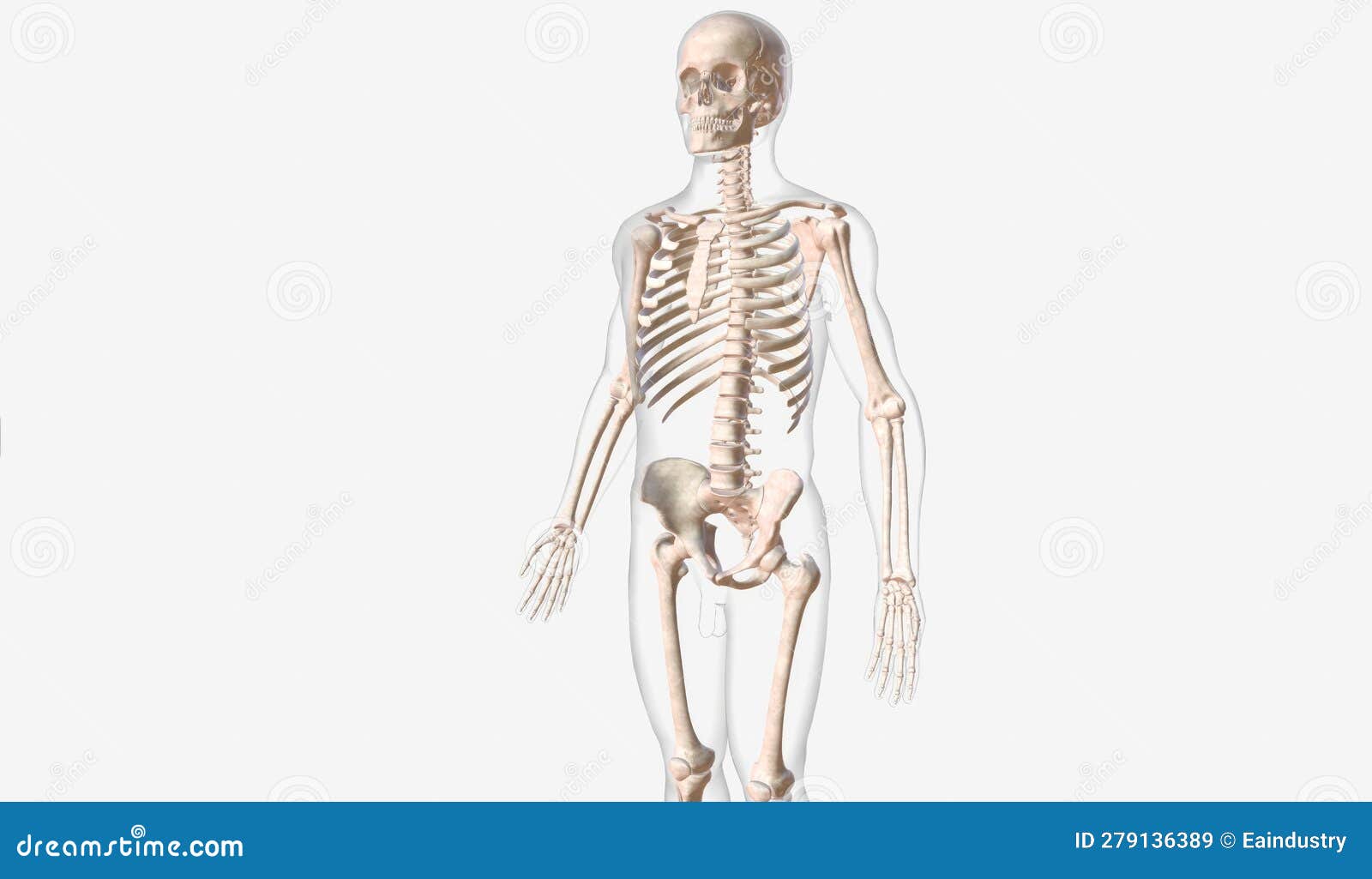 The Skeletal System is the Framework of the Body Stock Illustration ...
