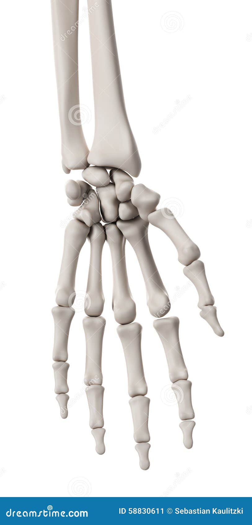 The Skeletal System - the Hand Stock Illustration - Illustration of ...