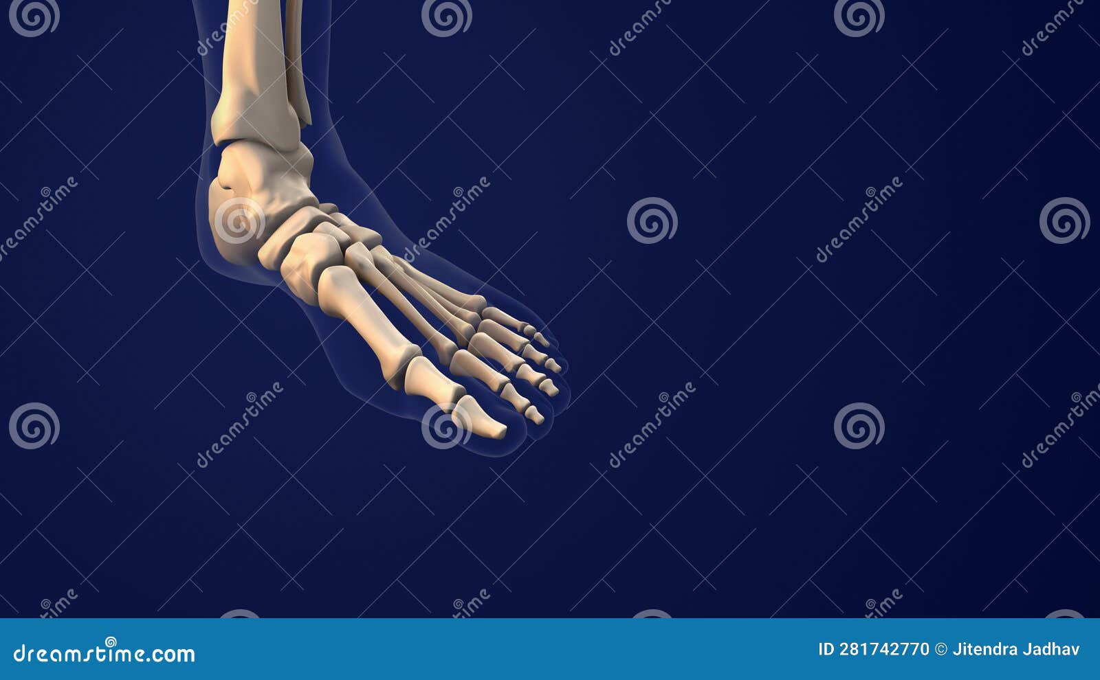 Skeletal System of the Human Foot Stock Illustration - Illustration of ...