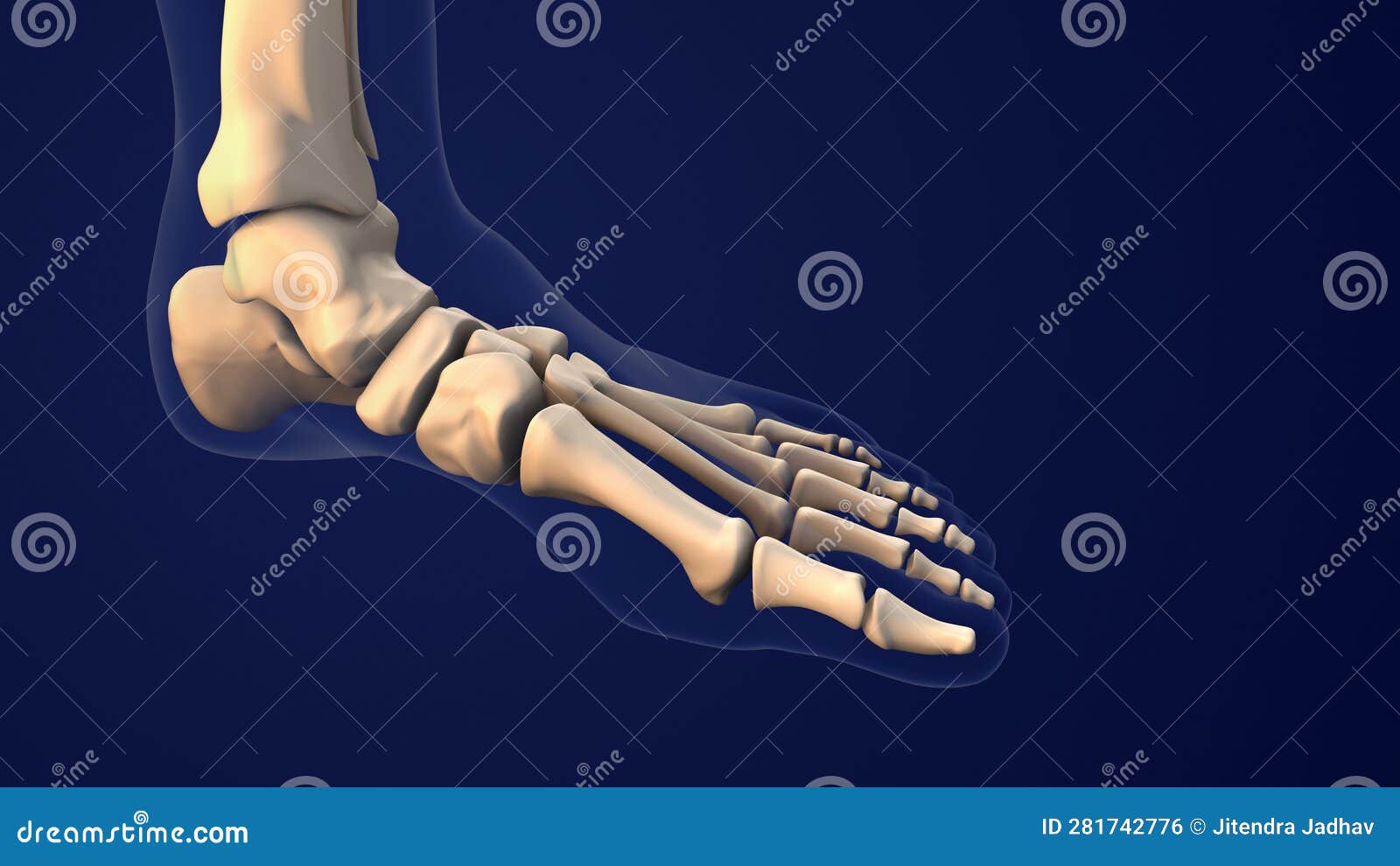 Skeletal System of the Human Foot Stock Photo - Image of structure ...