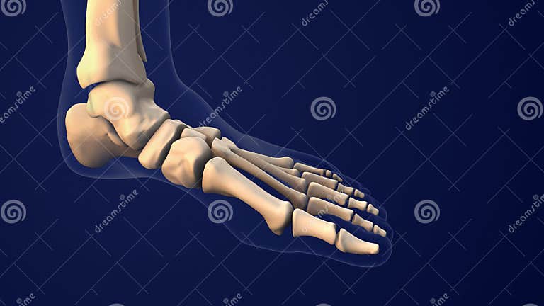 Skeletal System of the Human Foot Stock Photo - Image of structure ...
