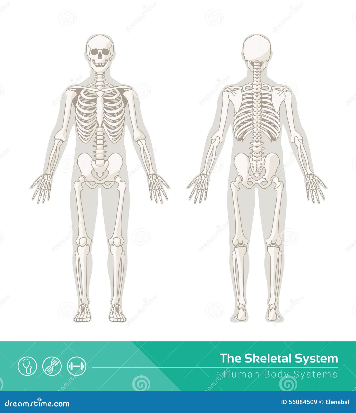 The Skeletal System Stock Vector - Image: 56084509