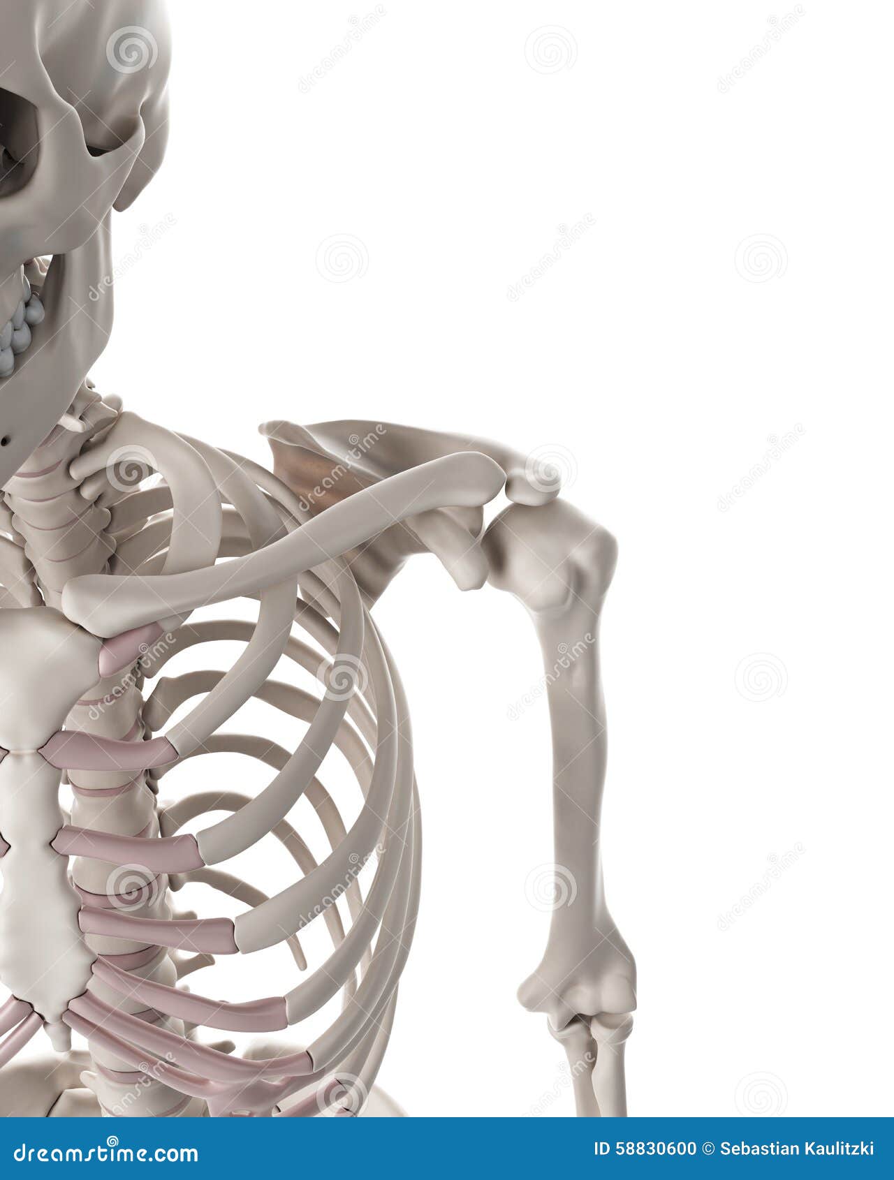 The Skeletal System - the Shoulder Stock Illustration - Illustration of ...