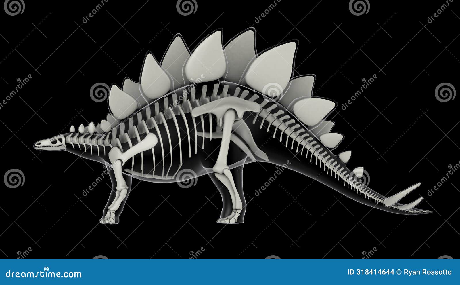 Skeletal System of Stegosaurus, X-ray Side View Stock Illustration ...
