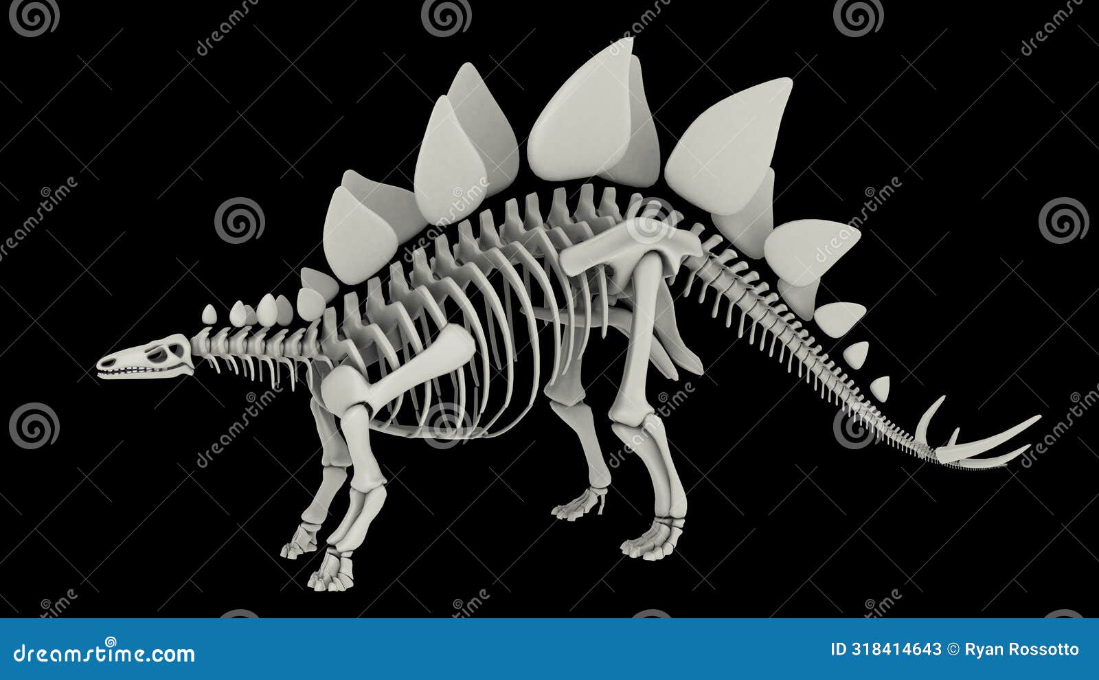 Skeletal System of Stegosaurus, Side View Stock Illustration ...