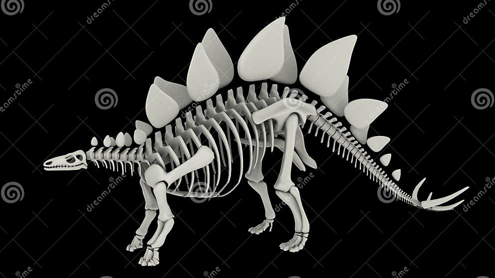 Skeletal System of Stegosaurus, Side View Stock Illustration ...