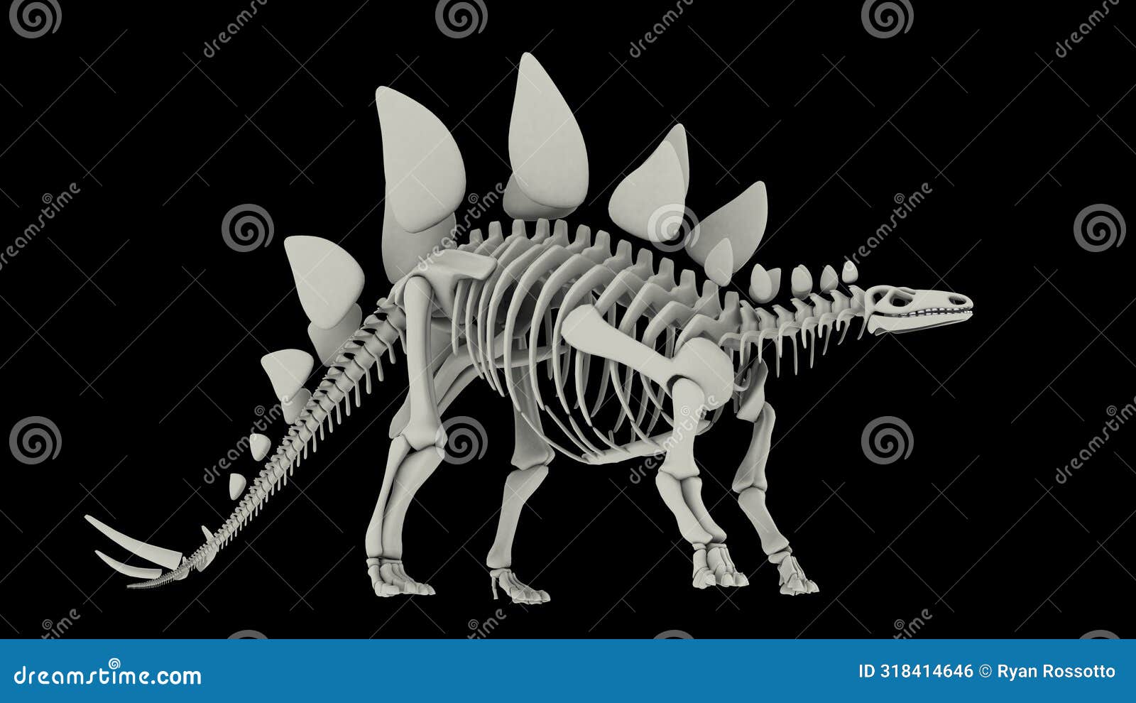 Skeletal System of Stegosaurus, Side View Stock Illustration ...