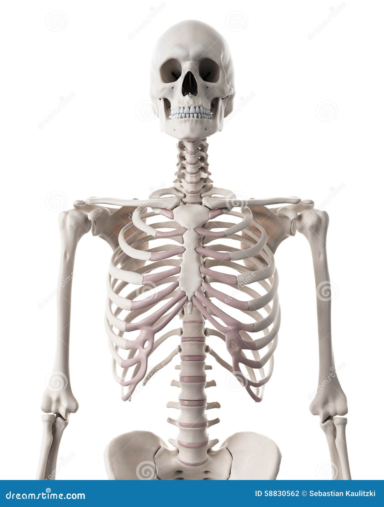 The Skeletal System - the Thorax Stock Illustration - Illustration of ...